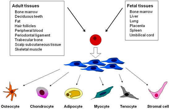 Trapianto Di Cellule Staminali Mesenchimali Trapianto Di Cellule Staminali Mesenchimali